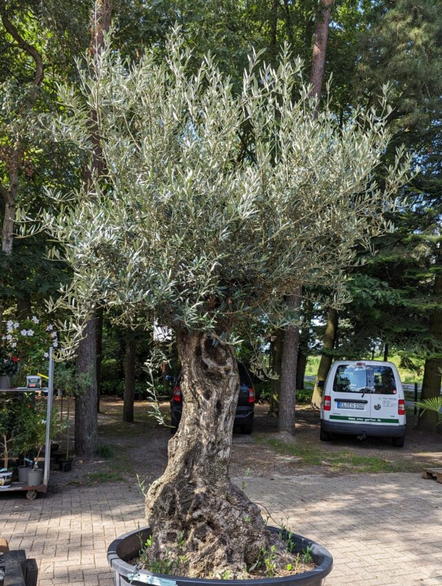 Olivenbaum - Olea europaea - ca. 100 - 120 Jahre alt! Gesamthöhe 300cm+ - Ems-Garten Onlineshop